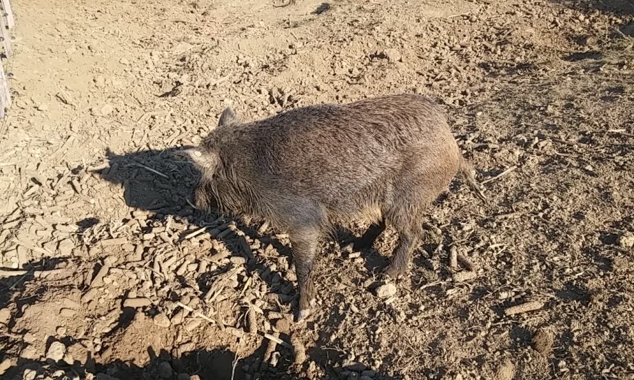 Divlja svinja-vepar