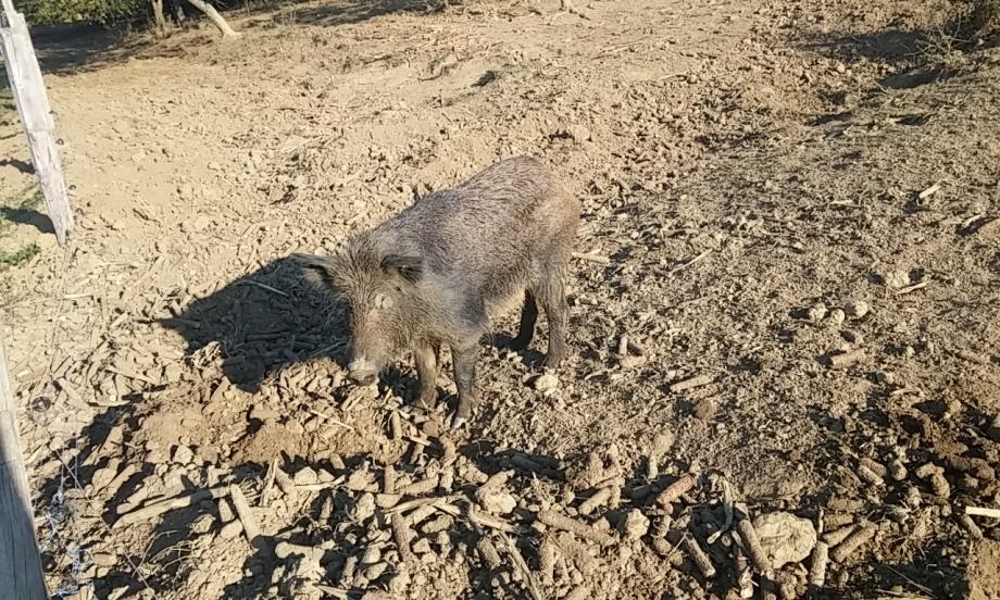 Divlja svinja-vepar