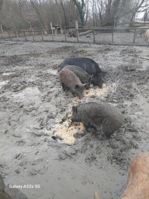 Prodajem divlje svinje