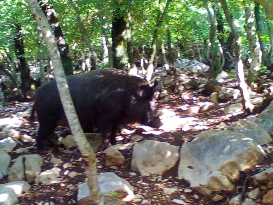 Prodajem divljeg Vepra