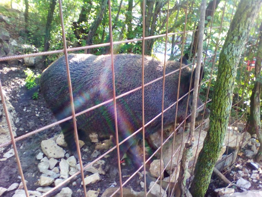 Prodajem divljeg Vepra