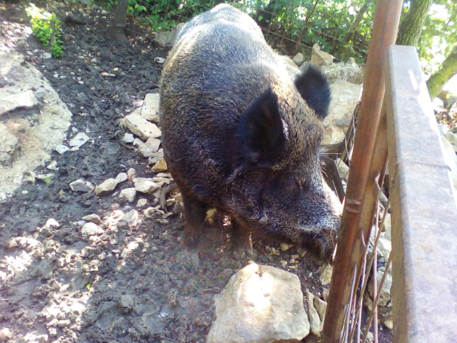 Prodajem divljeg Vepra