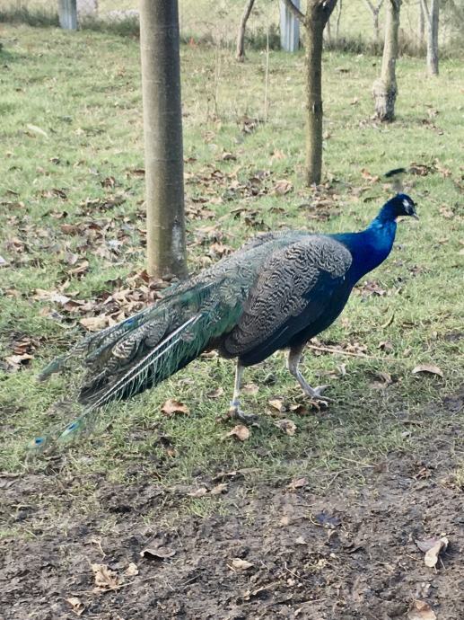 Prodajem pauna star 1,5 god.