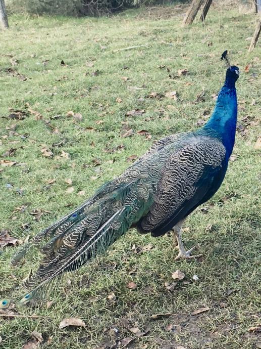 Prodajem pauna star 1,5 god.