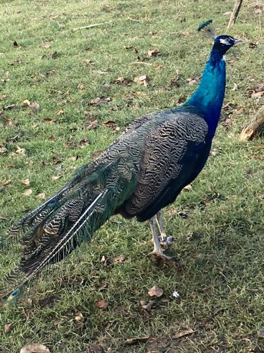 Prodajem pauna star 1,5 god.