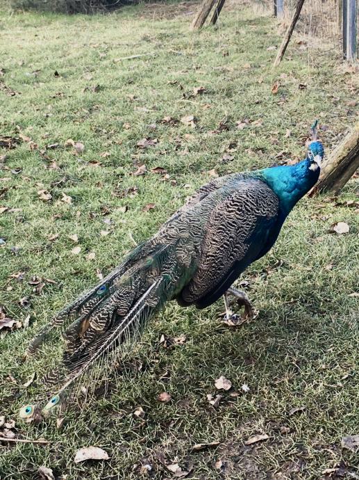 Prodajem pauna star 1,5 god.