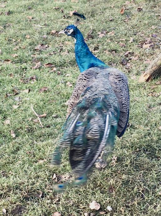 Prodajem pauna star 1,5 god.