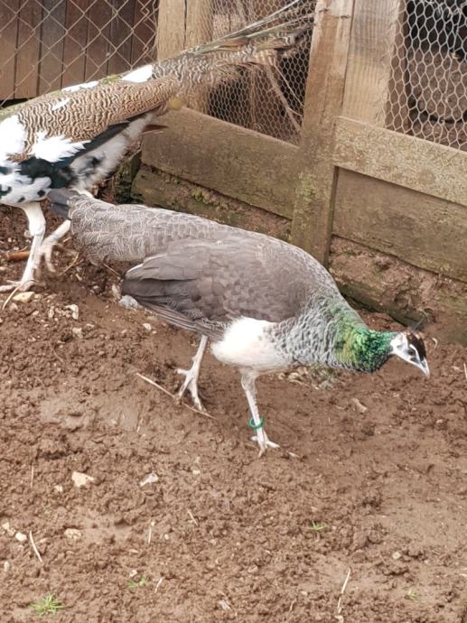 prodajem plavu i šarenu paunicu