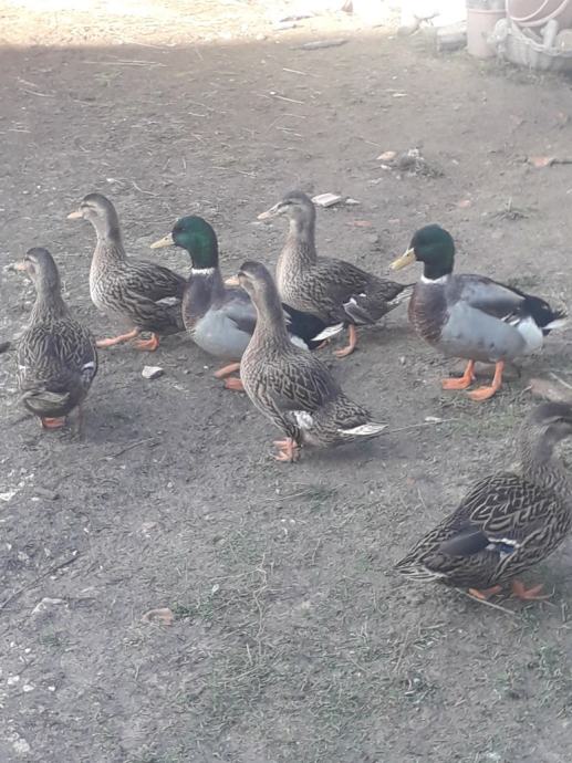 Ostala jos jedna patka
