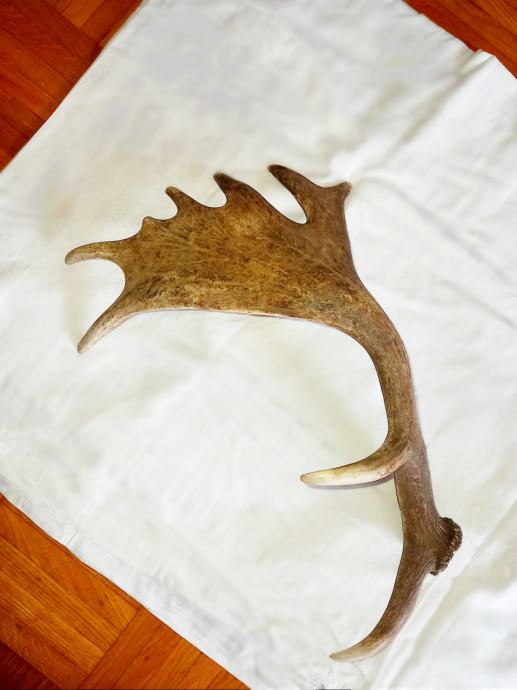 Rogovi Jelena Lopatara