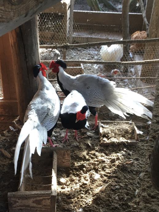 Srebrni fazani u boji ženka