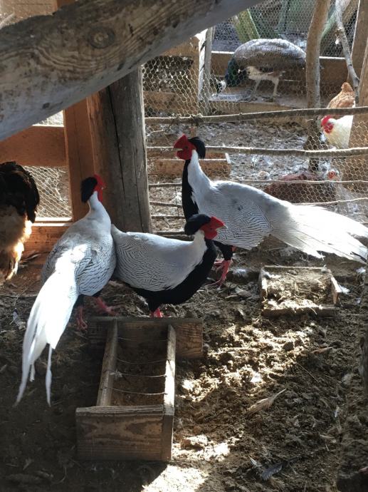 Srebrni fazani u boji ženka