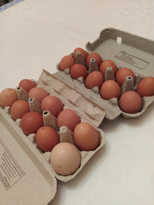 domaća jaja 1.8 kn