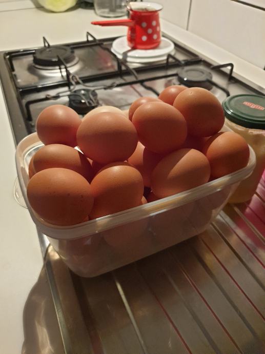 DOMACA JAJA IZ SLOBODNOG UZGOJA..