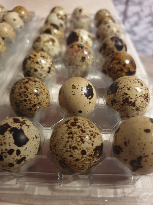 Jaja japanske prepelice/ BEZ KONCENTRATA