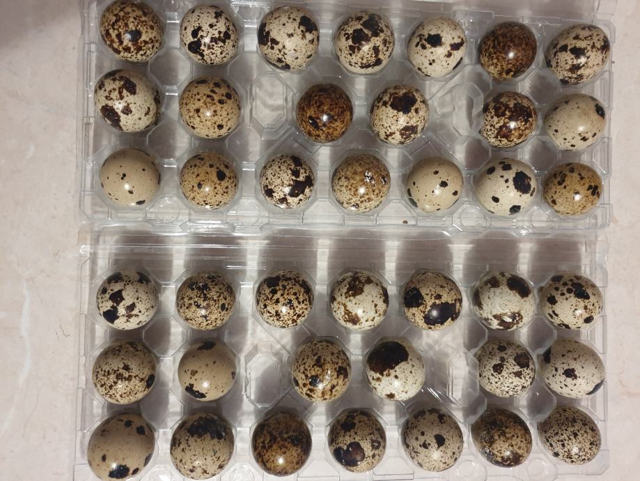 Jaja japanske prepelice/ BEZ KONCENTRATA