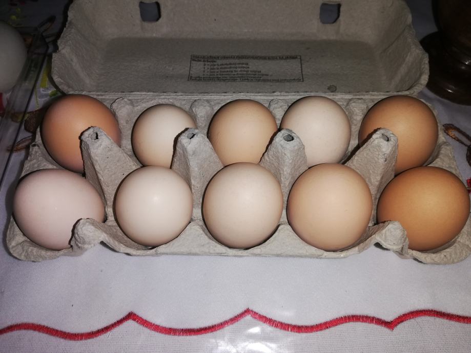 Pačja i kokošja jaja
