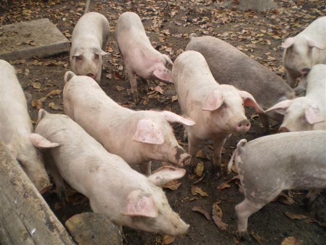 DOMAĆE SVINJE-povoljno!