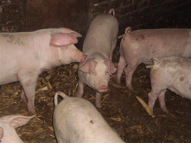 DOMAĆE SVINJE-povoljno!