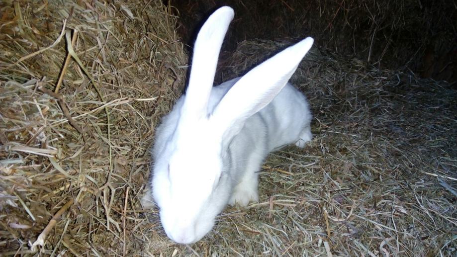 Hycole-hajkom kunici