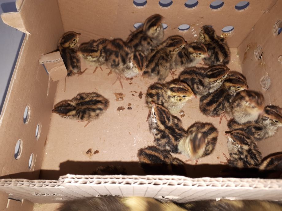 Japanske prepelice- odrasle