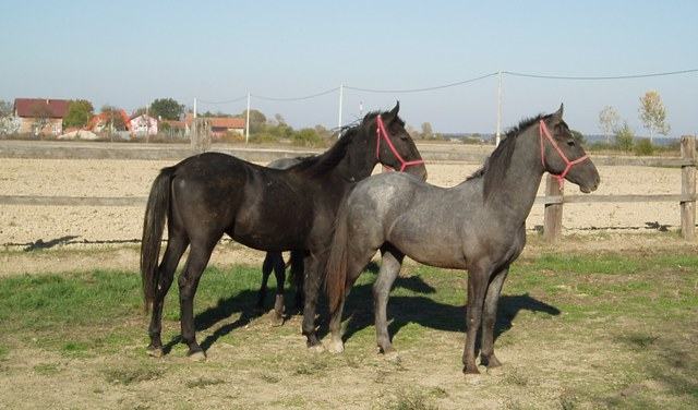 lipicanac omad lipicaner lipicanci conversano monterotondo janković