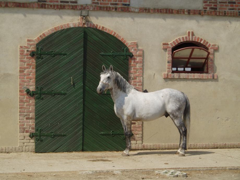 prodajem lipicanac, PLUTO KRABBE licencirani pastuh,lipicanci janković