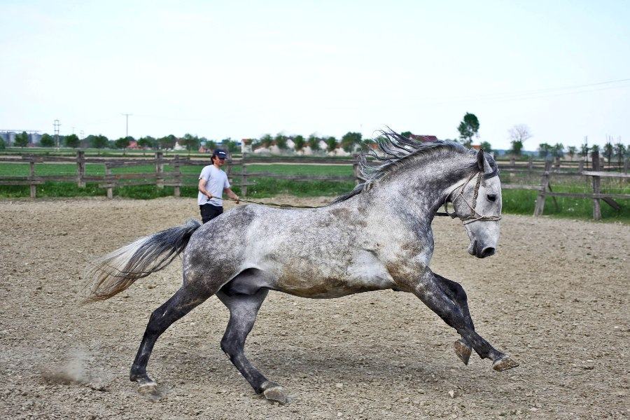 prodajem lipicanac, PLUTO KRABBE licencirani pastuh,lipicanci janković