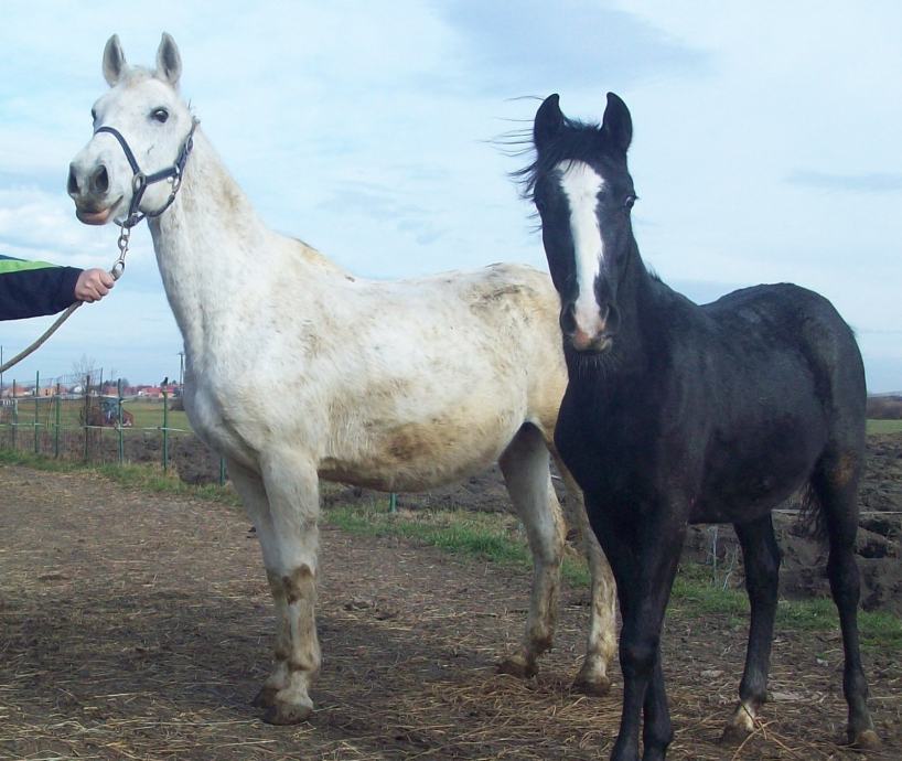 Lipicanska kobila, lipicanac