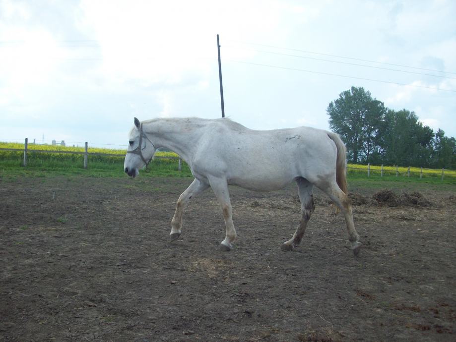 Lipicanska kobila, lipicanac