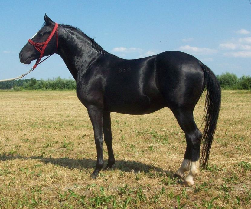 Lipicanski pastuh, lipicanac