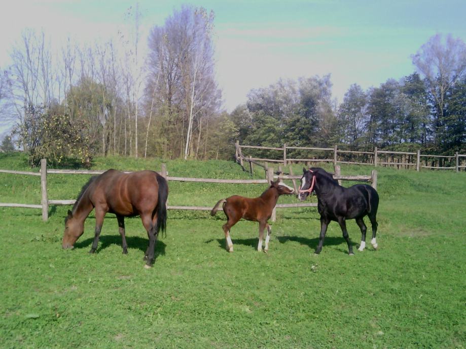 Lipicansko ždrijebe, lipicanac konj
