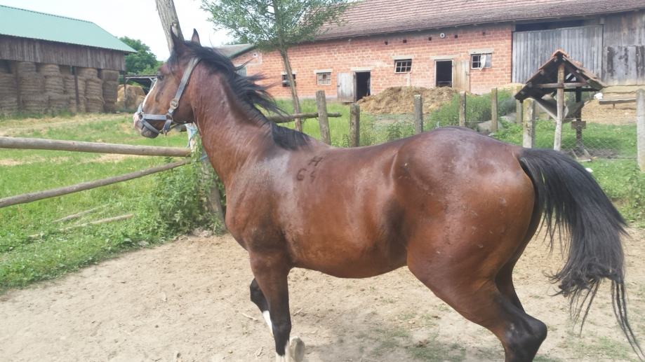 Lipicansko ždrijebe, lipicanac konj