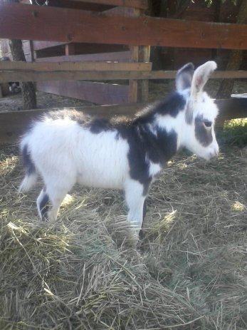 Magare sareno 400 eur