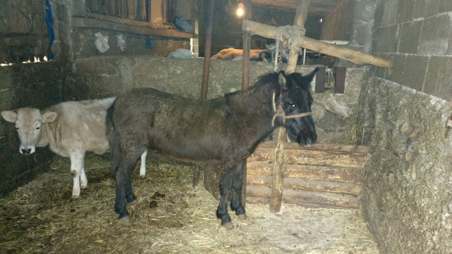 Mazga magarac / konj