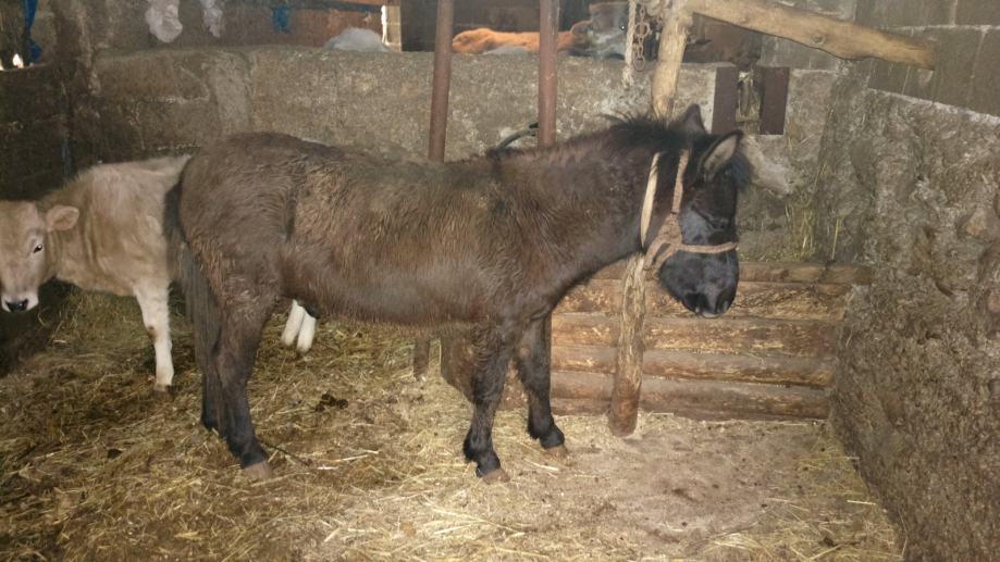 Mazga magarac / konj