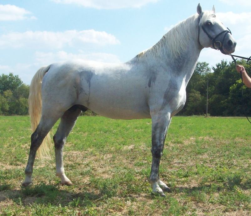 Lipicanski omak, lipicanac