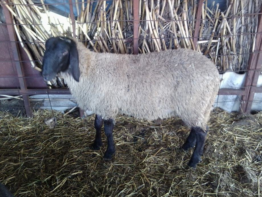 Ovnić cigaja pasmine