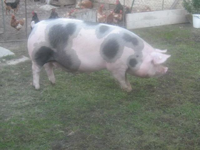 nazimica (bravac) za klanje