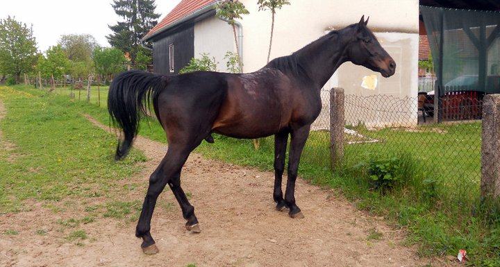 Prodajem engleskog punokrvnog konja