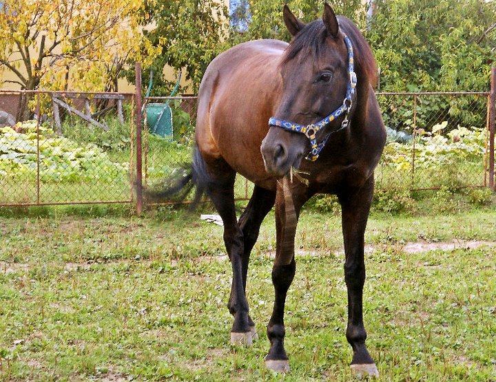 Prodajem engleskog punokrvnog konja