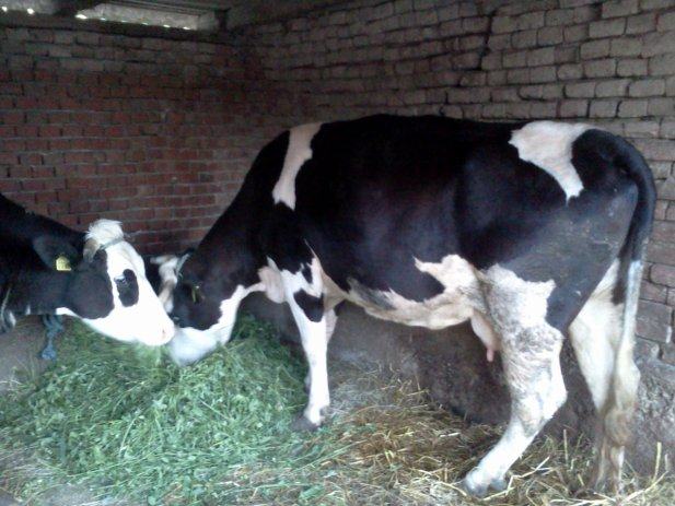 PRODAJEM KRAVE, DOBRE DOJILJE! mob:0977935314