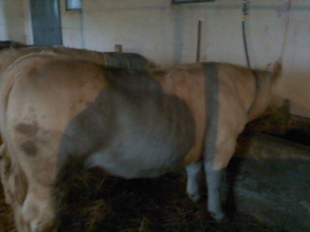 Prodajem kravu i junicu