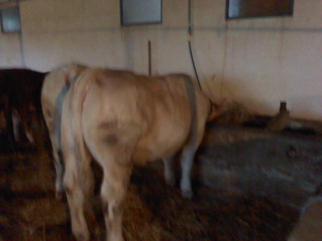 Prodajem kravu i junicu