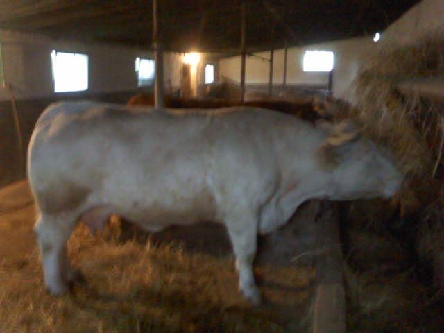 Prodajem kravu i junicu