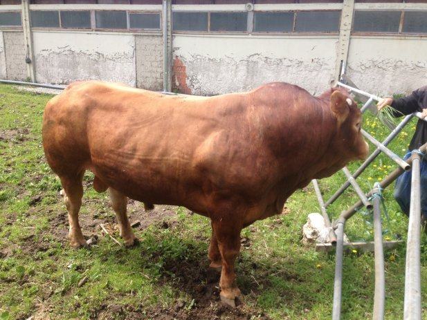 Prodajem Limuzin bika