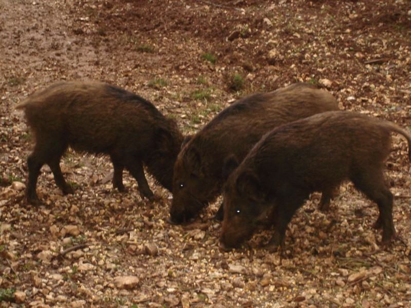 prodajem vepra 100KG