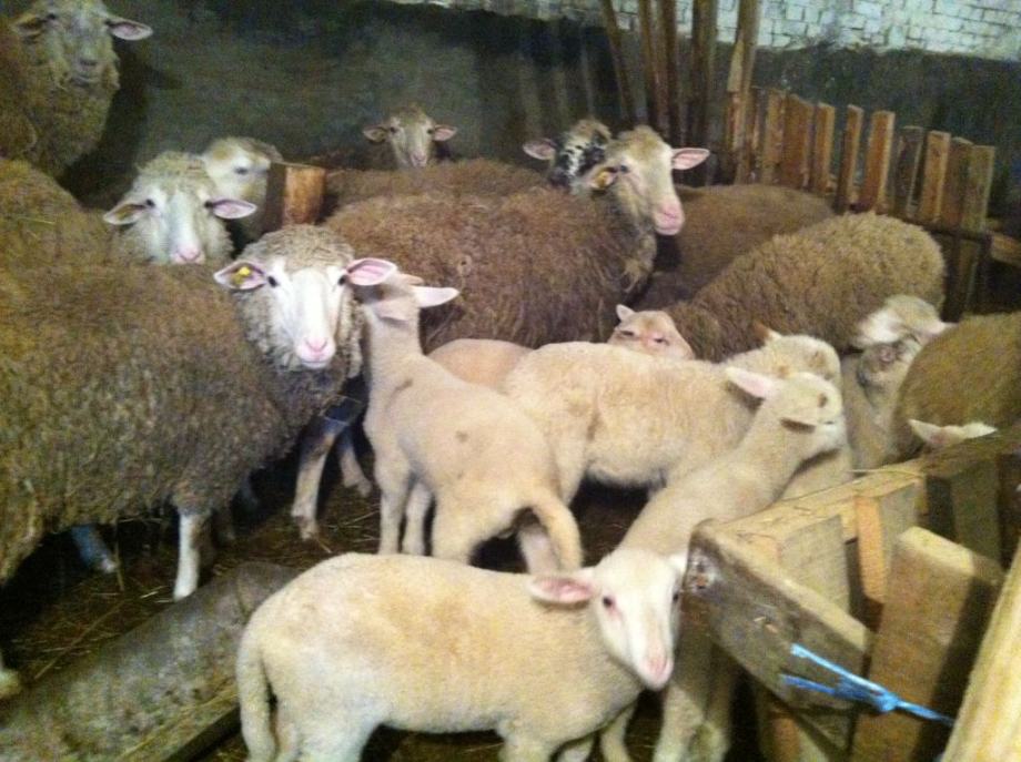 Prodajem ovce i janjce povoljeno,ovca+janje=800kn-Njemački MERINO