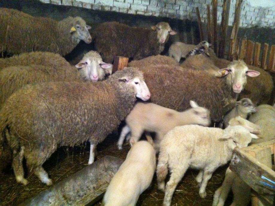 Prodajem ovce i janjce povoljeno,ovca+janje=800kn-Njemački MERINO