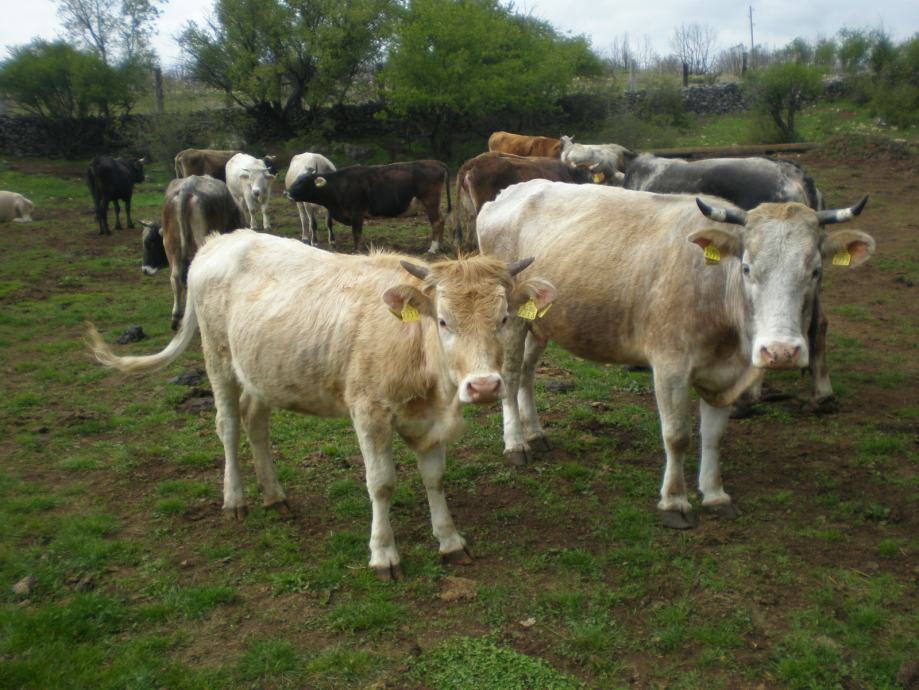 Prodajem stado krava